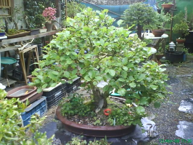 BONSAI DEL NORTE - Alnus glutinosa - BONSAI BONSAI DEL NORTE - Alnus glutinosa - BONSAI