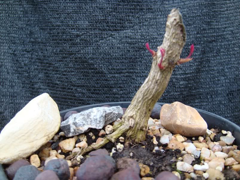 BONSAI DEL NORTE - Nandina doméstica - BONSAI BONSAI DEL NORTE - Nandina doméstica - BONSAI