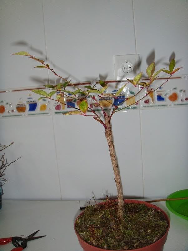 BONSAI DEL NORTE - Nandina doméstica - BONSAI BONSAI DEL NORTE - Nandina doméstica - BONSAI