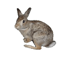 BunSpace.com Forum: Do bunnies thump for reasons other than anger/warnings?