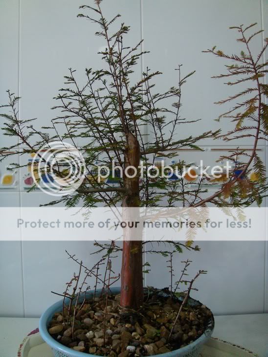 BONSAI DEL NORTE - Mi Taxodium distichum - BONSAI